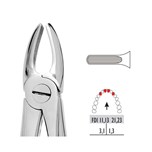 Buy Extraction Forceps - Dental Hand Instruments - DD