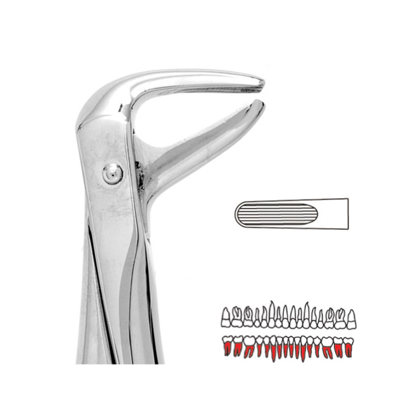 DFO128 : Forceps Autoclavable 74 Lower Roots