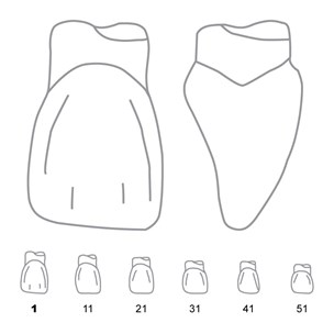 Buy Clear Crown Forms - Temporary Crowns & Cements - DD